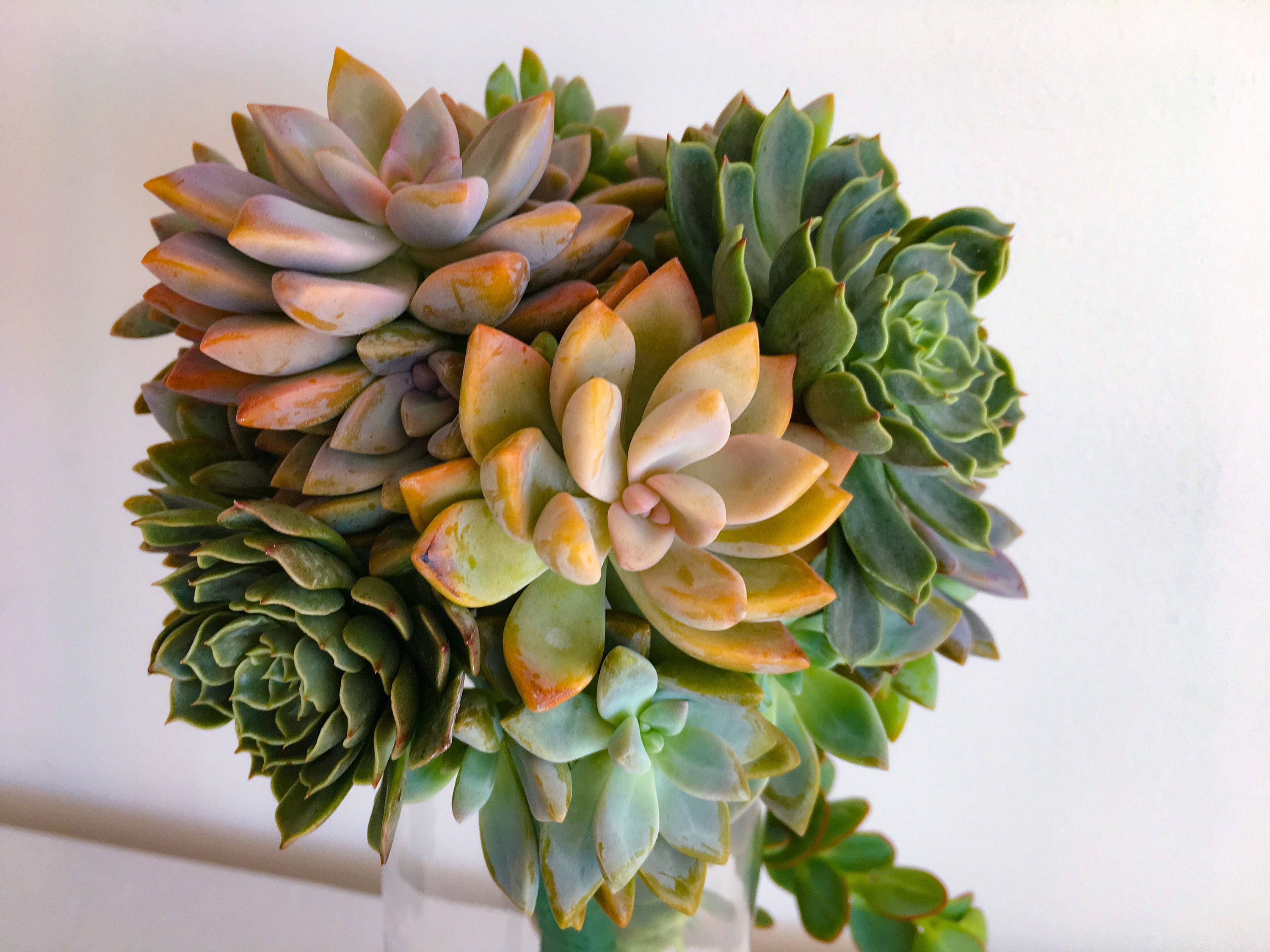 Live Succulent Bridal Bouquet | Etsy