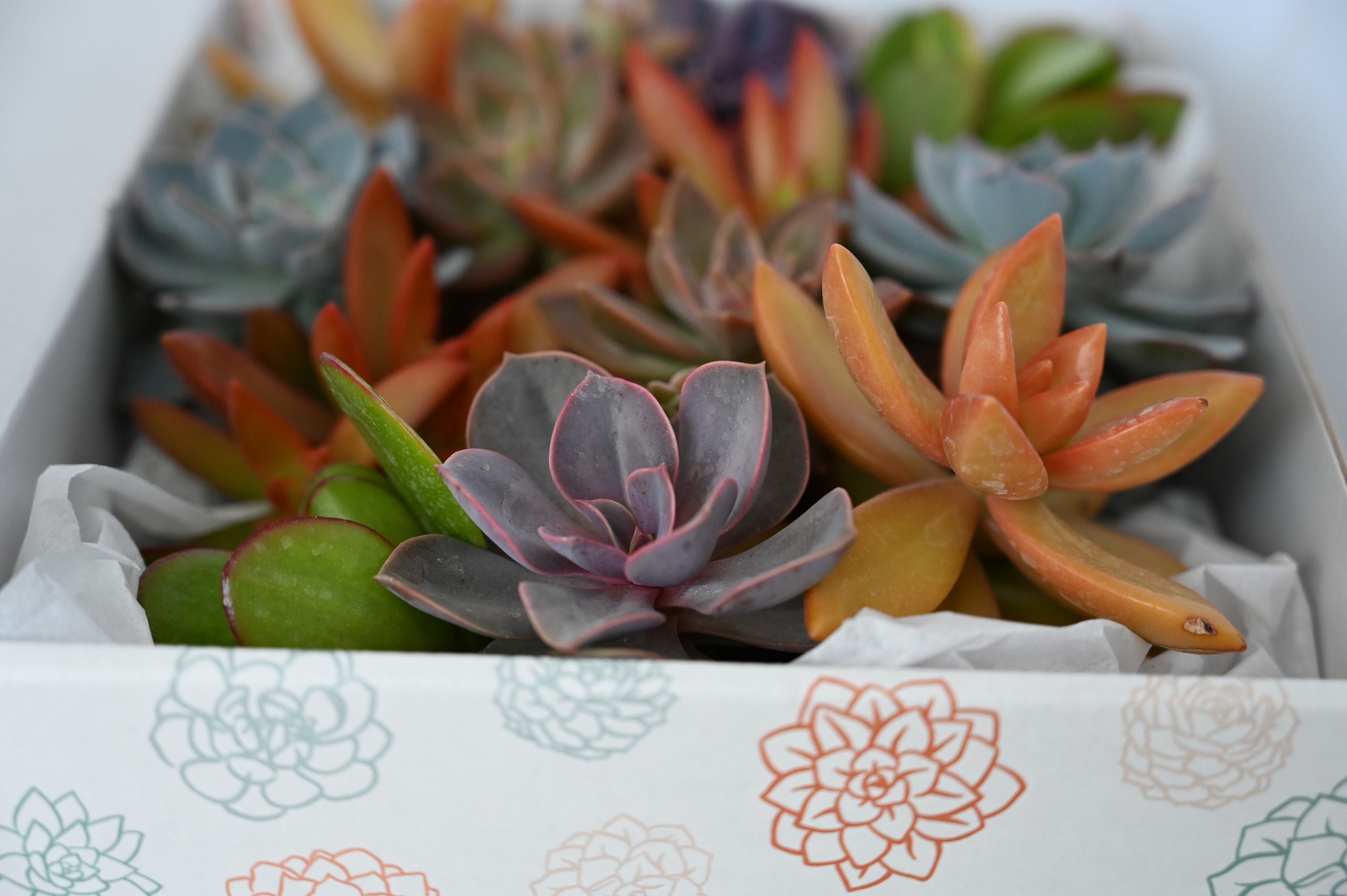Large Succulent Cutting Gift Box | Etsy