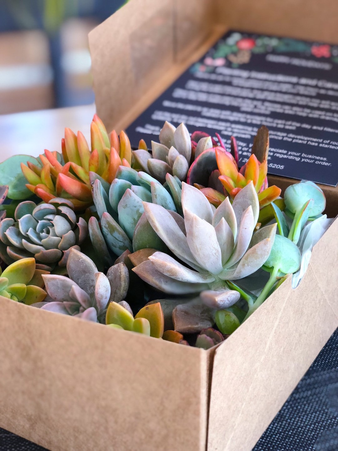 Succulent Gift Box Free Shipping - Etsy