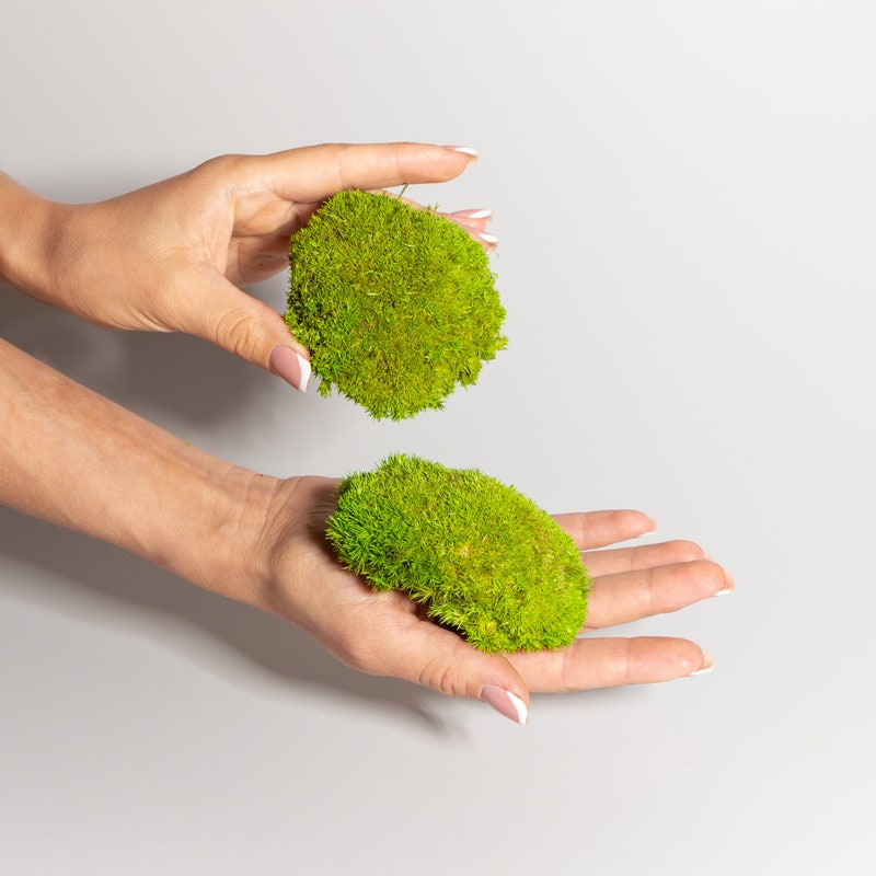 Mini Preserved Moss - Etsy UK