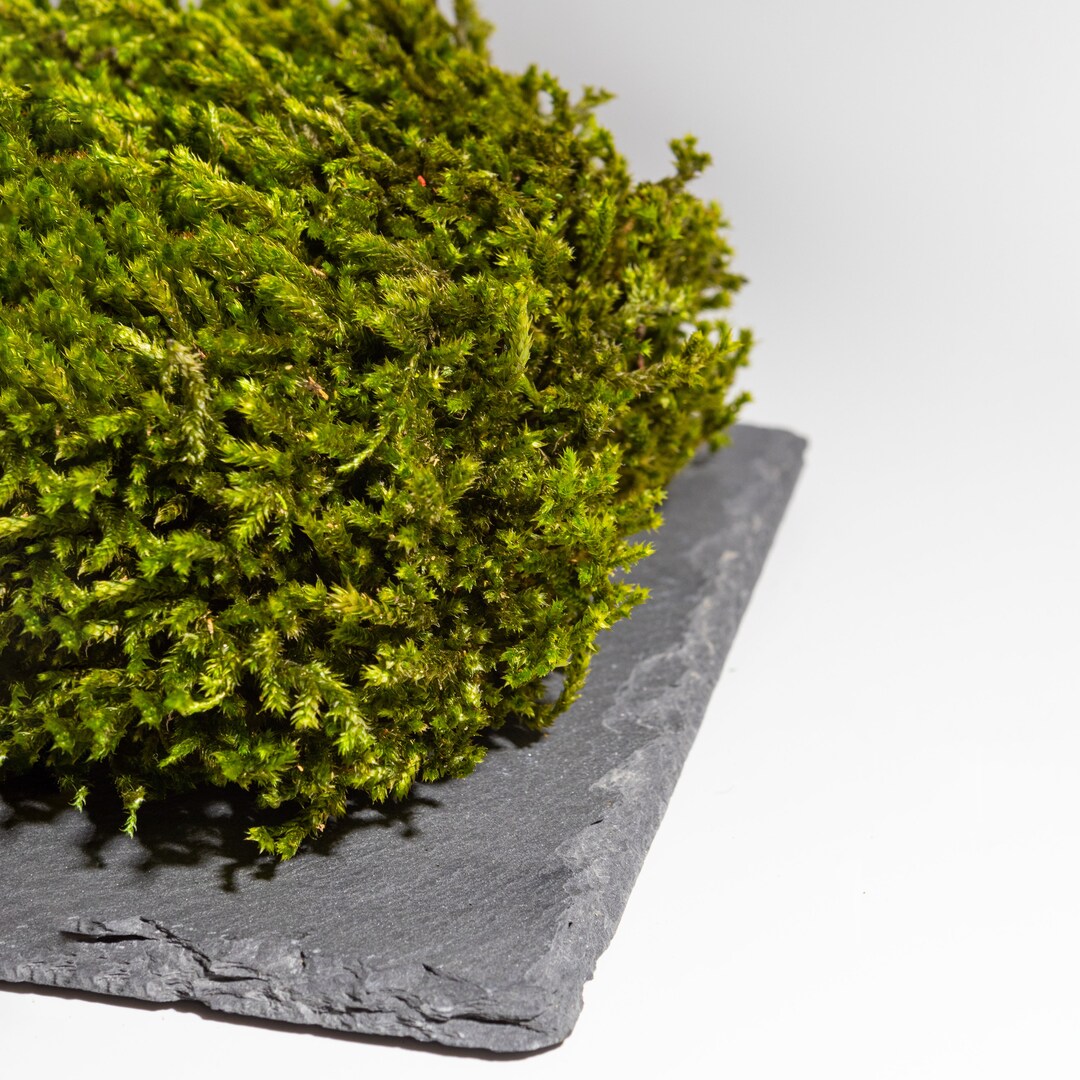 Preserved Long Moss for Wall Art, Natural Home Decor - Etsy Canada