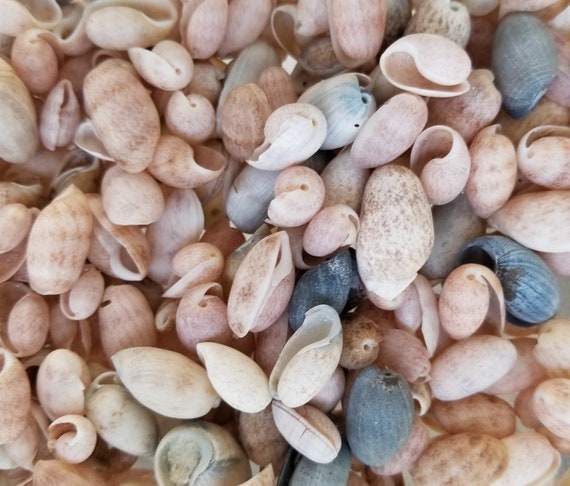 1/4 Cup of Bubble Shells | Etsy