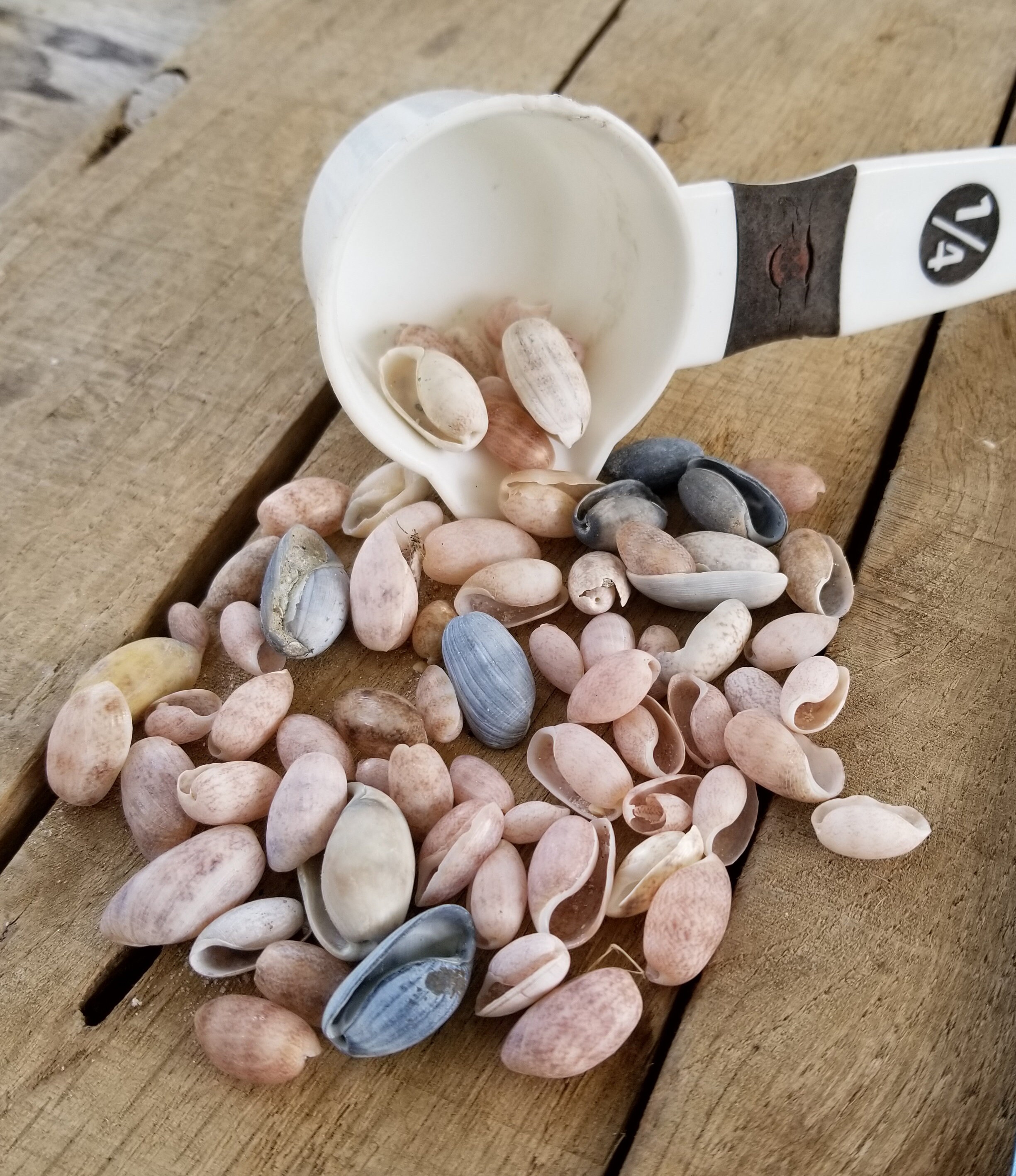 1/4 Cup of Bubble Shells - Etsy