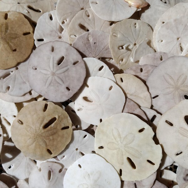 Sand Dollars - Etsy