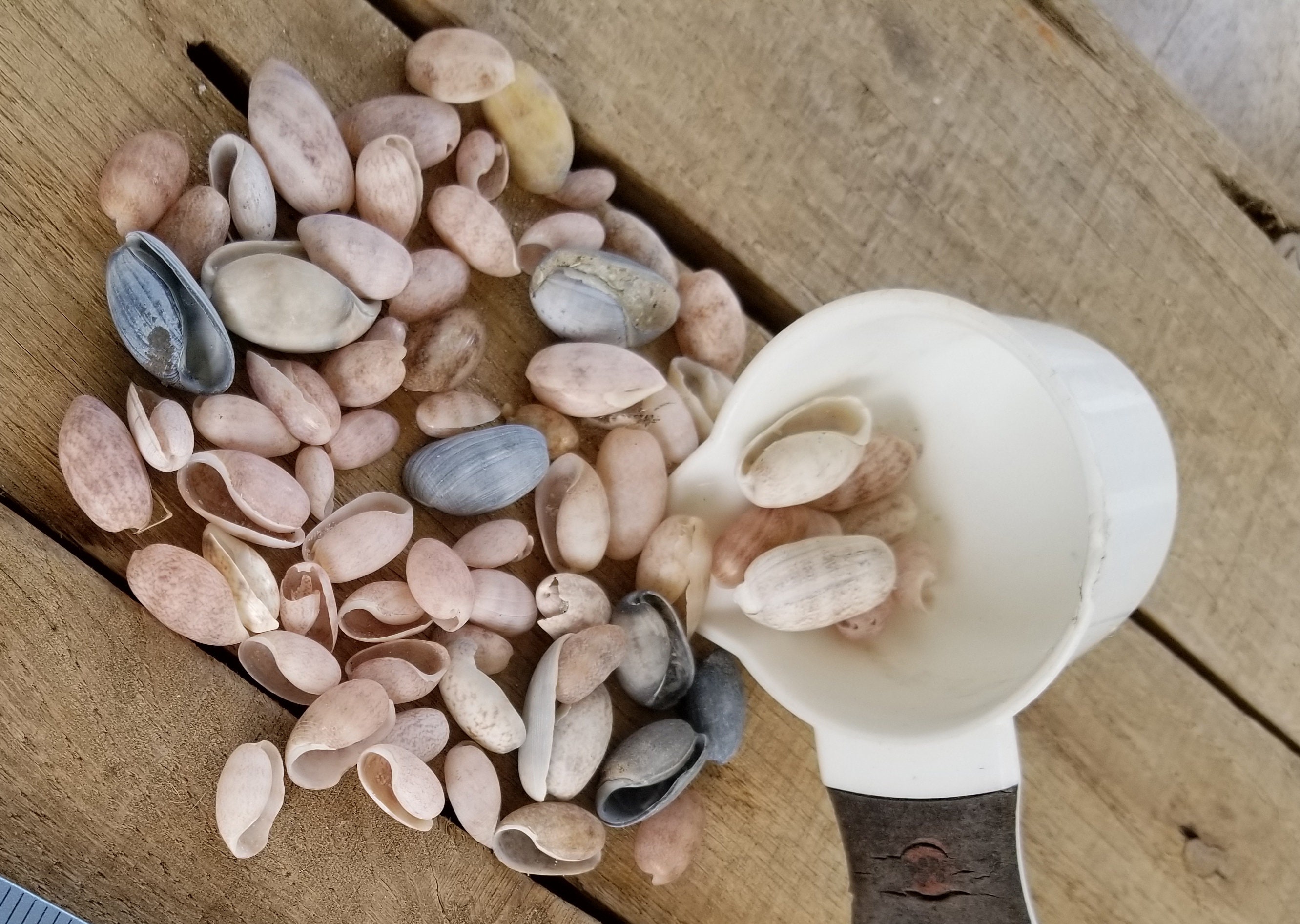 1/4 Cup of Bubble Shells - Etsy