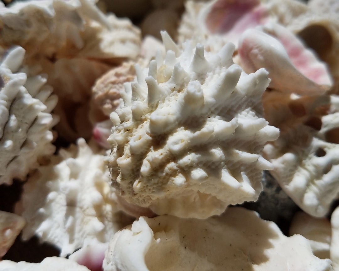 1 Cup of Florida Spiny Jewelbox Seashells Hand Picked From - Etsy
