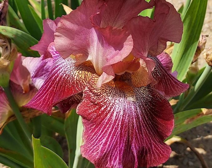 Iris Tall Bearded Old Fashioned Iris Two Toned Maroon Red Cottage ...
