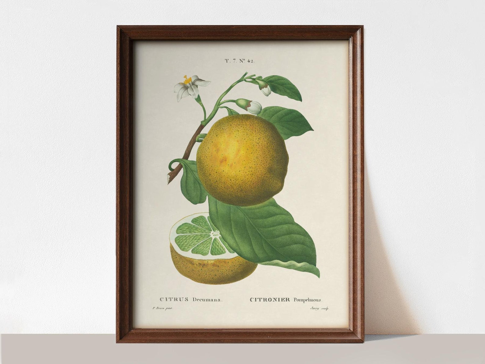 Vintage Citrus Print Set of 4, Lemon & Orange Art Prints, Botanical ...