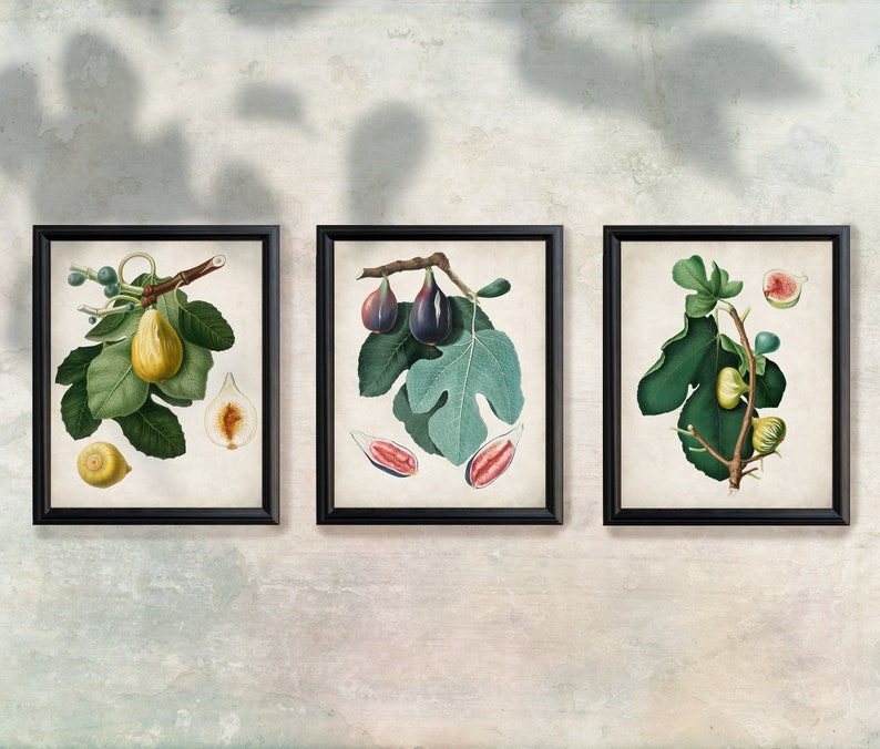 Vintage Fig Print Set of 3 Antique Italian Fig Illustrations - Etsy