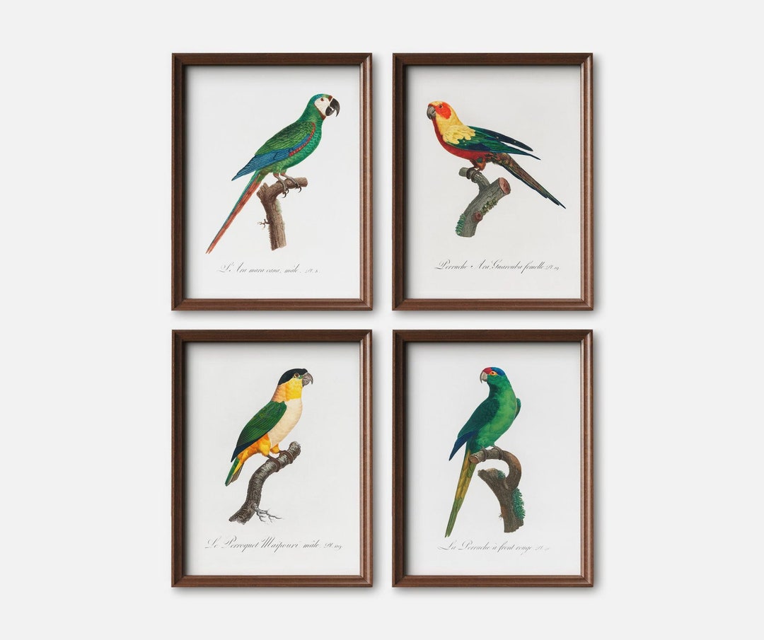 Vintage Parrot Prints - Set of 4 - French Parrot Prints - Tropical ...