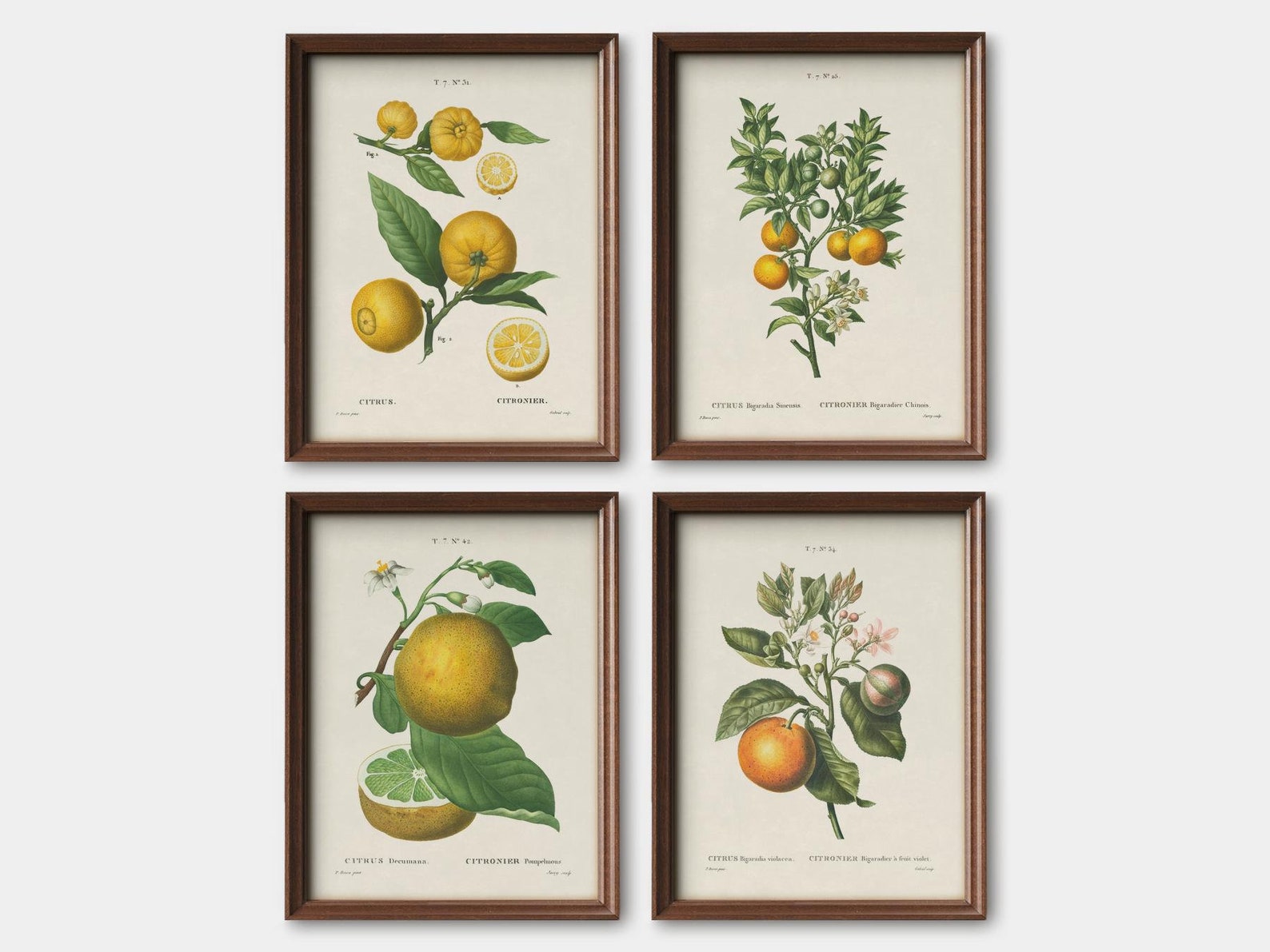 Vintage Citrus Print Set of 4, Lemon & Orange Art Prints, Botanical ...