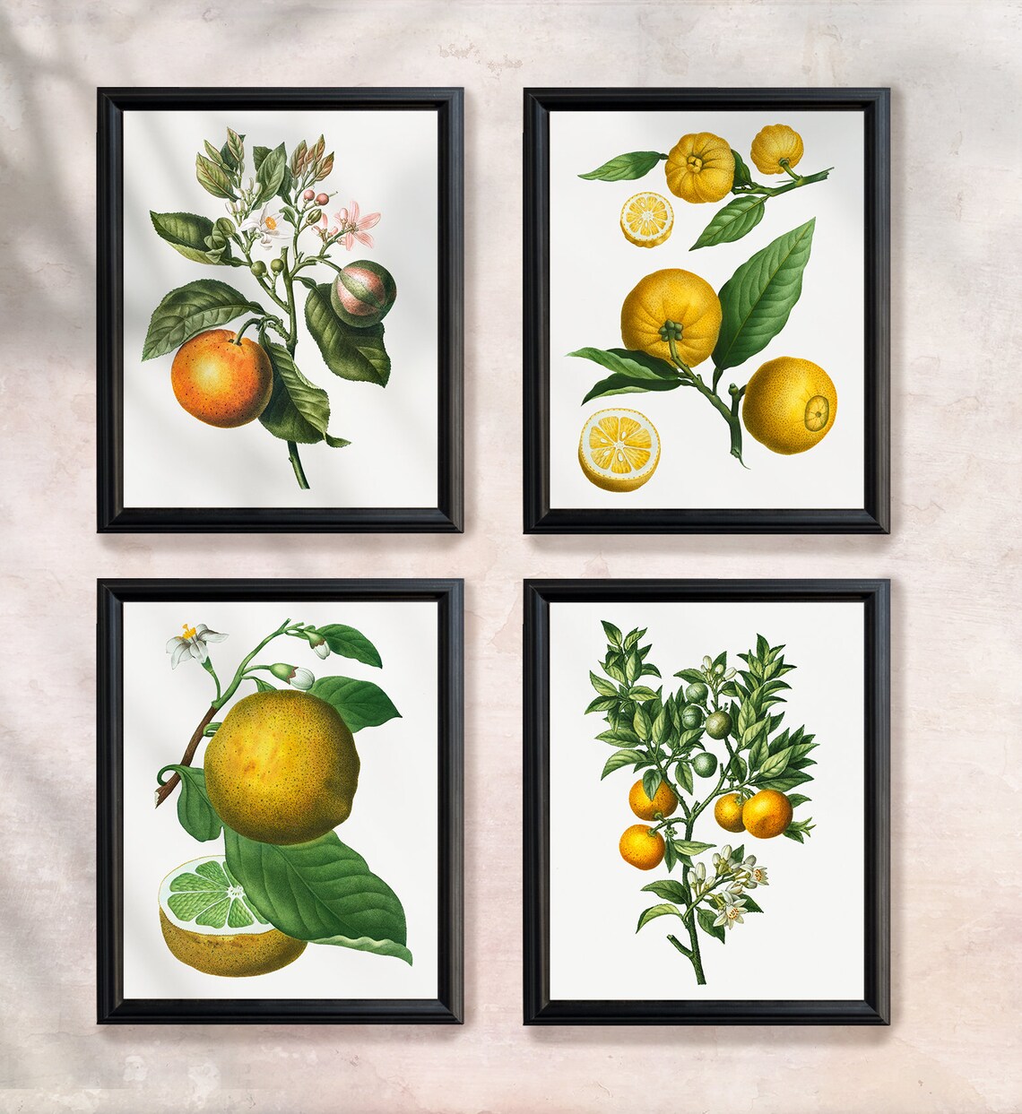 Vintage Citrus Print Set of 4 Lemon & Orange Art Prints - Etsy