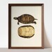 Vintage Turtle Print Set Turtle Wall Art Vintage Turtle - Etsy
