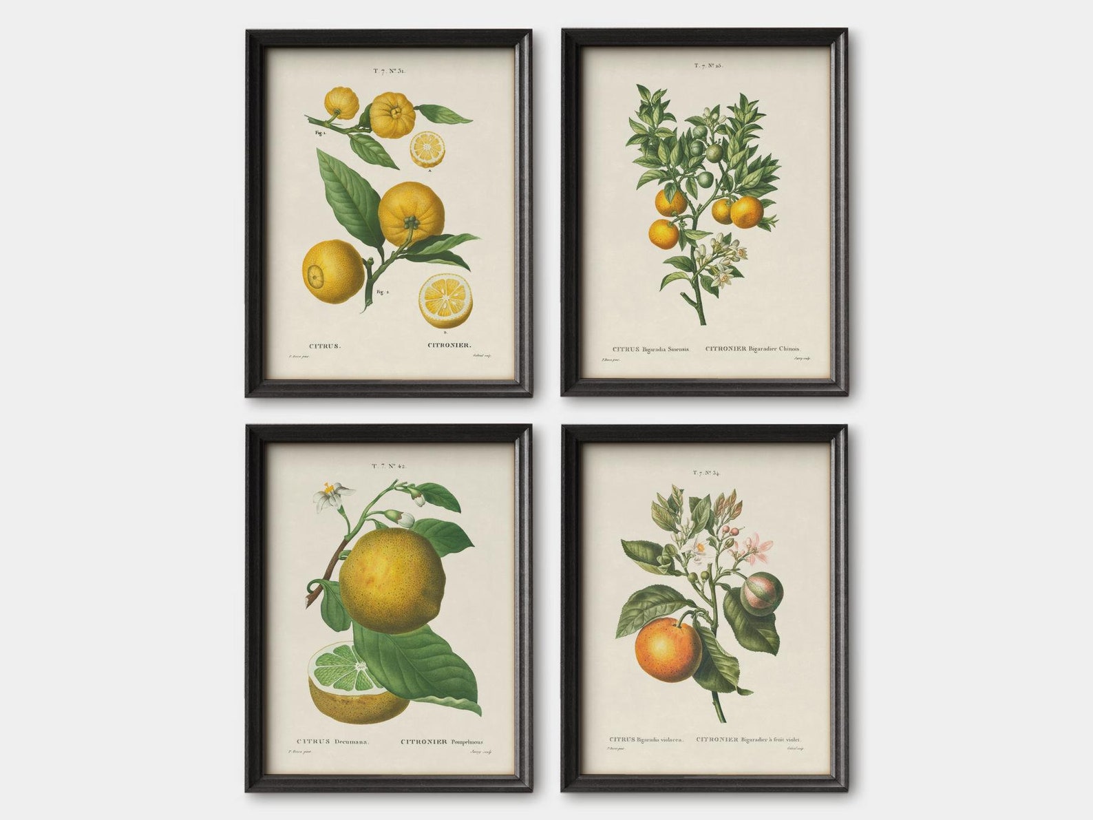 Vintage Citrus Print Set of 4, Lemon & Orange Art Prints, Botanical ...