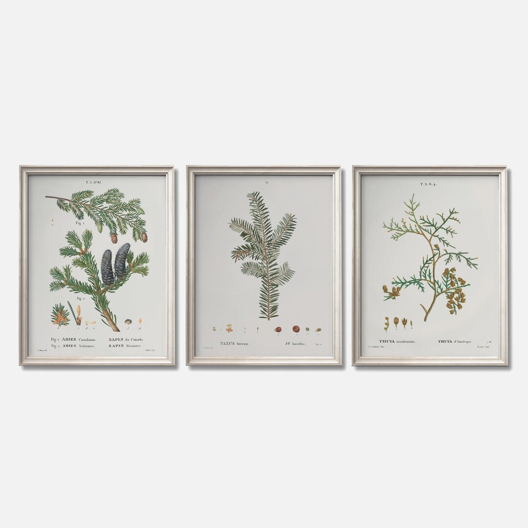 Vintage Conifer Art Print Set of 3 | Redouté Botanical Wall Art ...