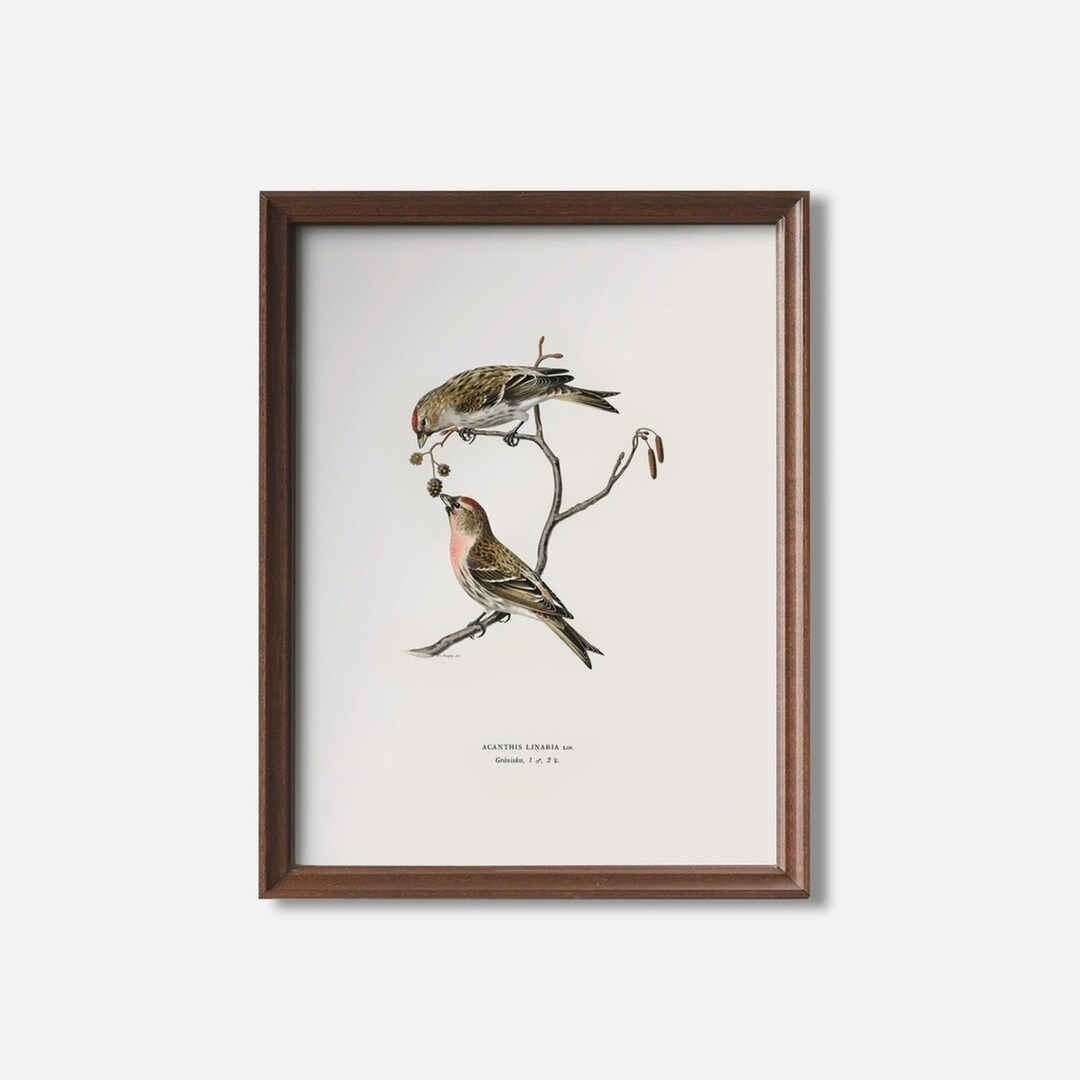 Common Linnet Vintage Bird Art Print | Scandinavian Ornithology Wall ...