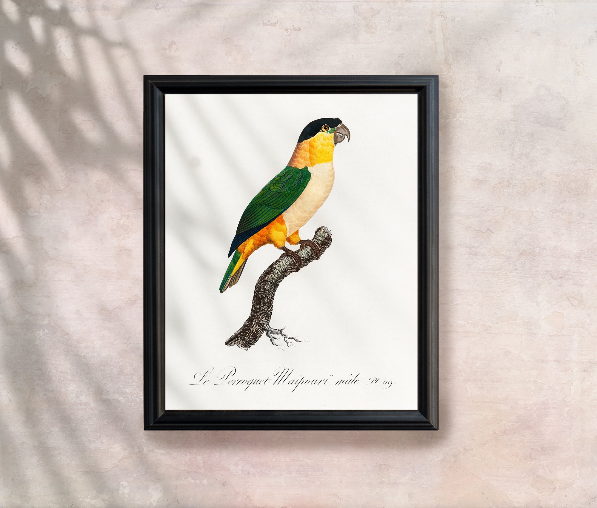 Vintage Parrot Prints Set of 4 French Parrot Prints | Etsy