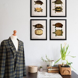 Vintage Turtle Print Set Turtle Wall Art Vintage Turtle | Etsy