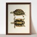 Vintage Turtle Print Set Turtle Wall Art Vintage Turtle - Etsy