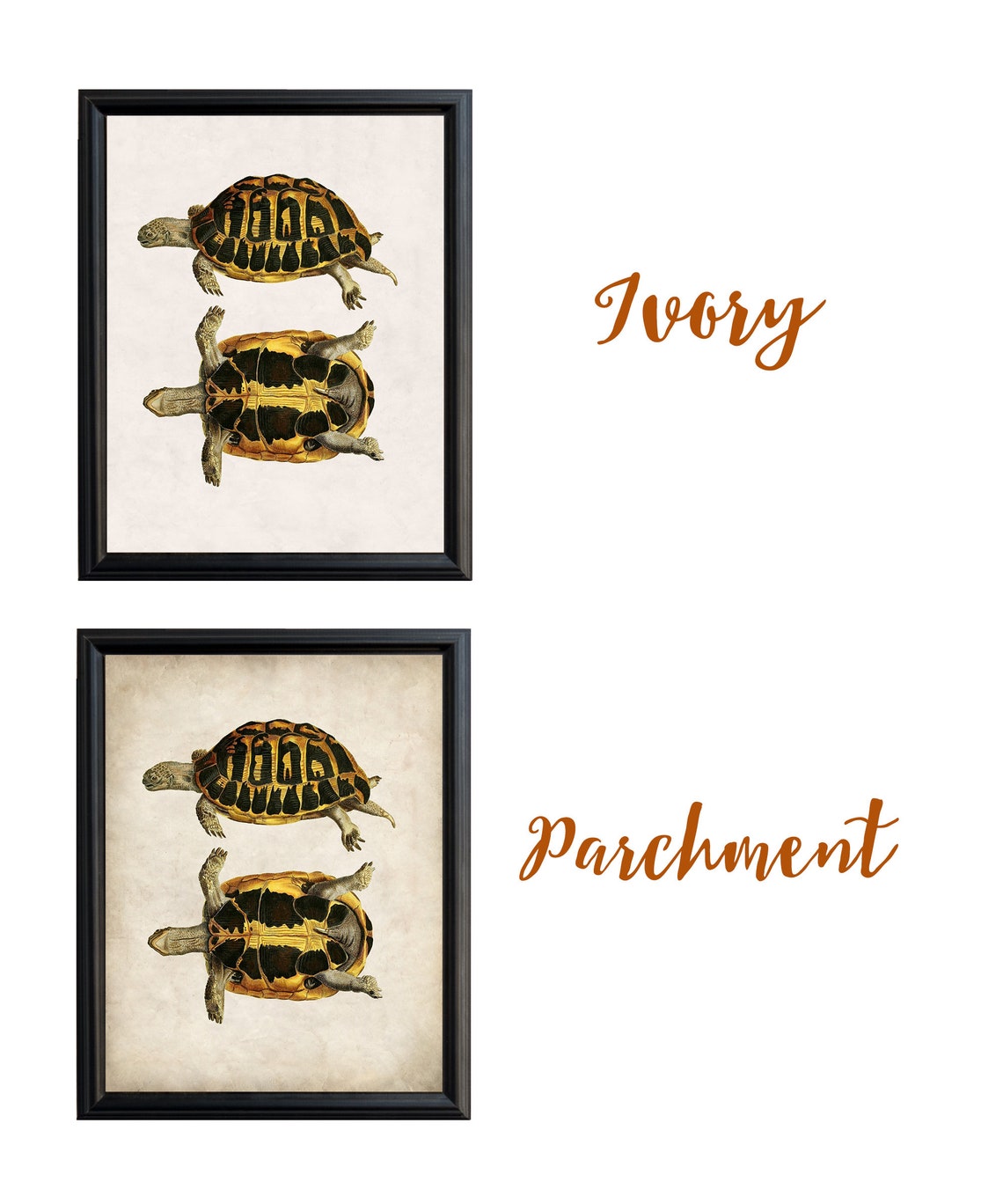 Vintage Turtle Print Set Turtle Wall Art Vintage Turtle | Etsy