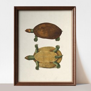 Vintage Turtle Print Set - Turtle Wall Art- Vintage Turtle Posters ...
