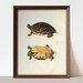 Vintage Turtle Print Set Turtle Wall Art Vintage Turtle - Etsy
