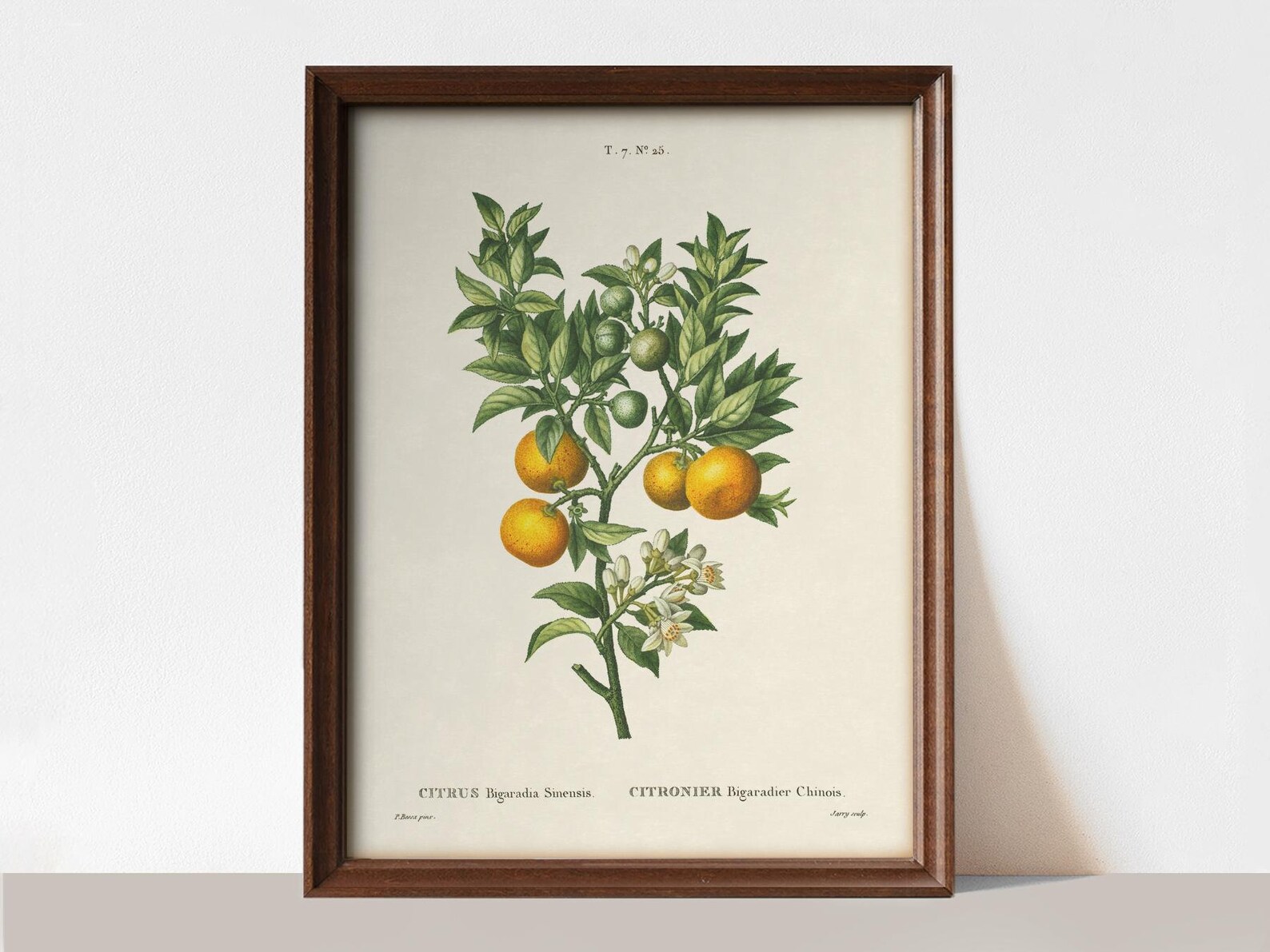 Vintage Citrus Print Set of 4, Lemon & Orange Art Prints, Botanical ...