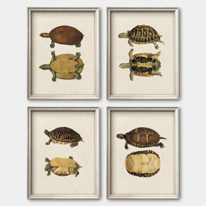 Vintage Turtle Print Set - Turtle Wall Art- Vintage Turtle Posters ...