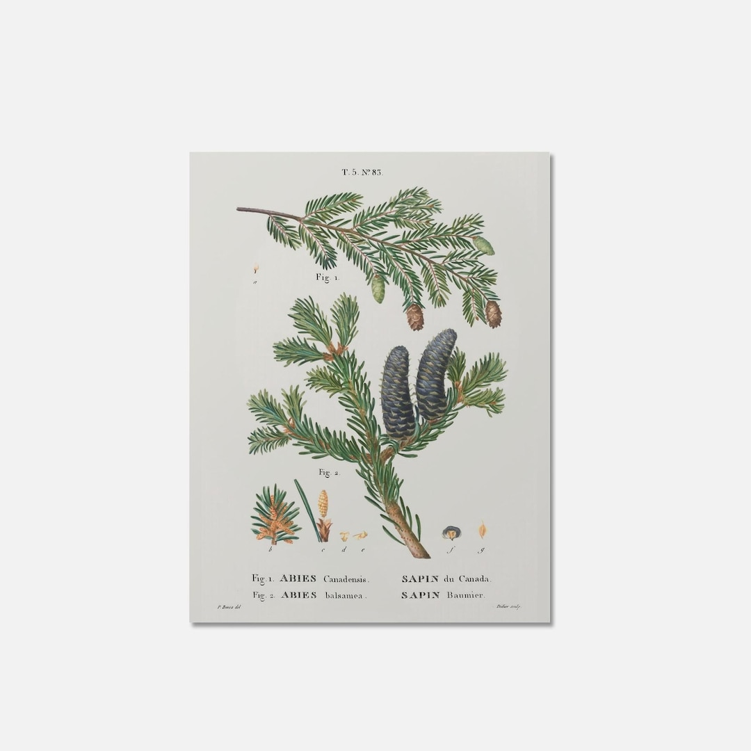 Vintage Conifer Botanical Art Print | Rustic Fir Illustration Decor ...