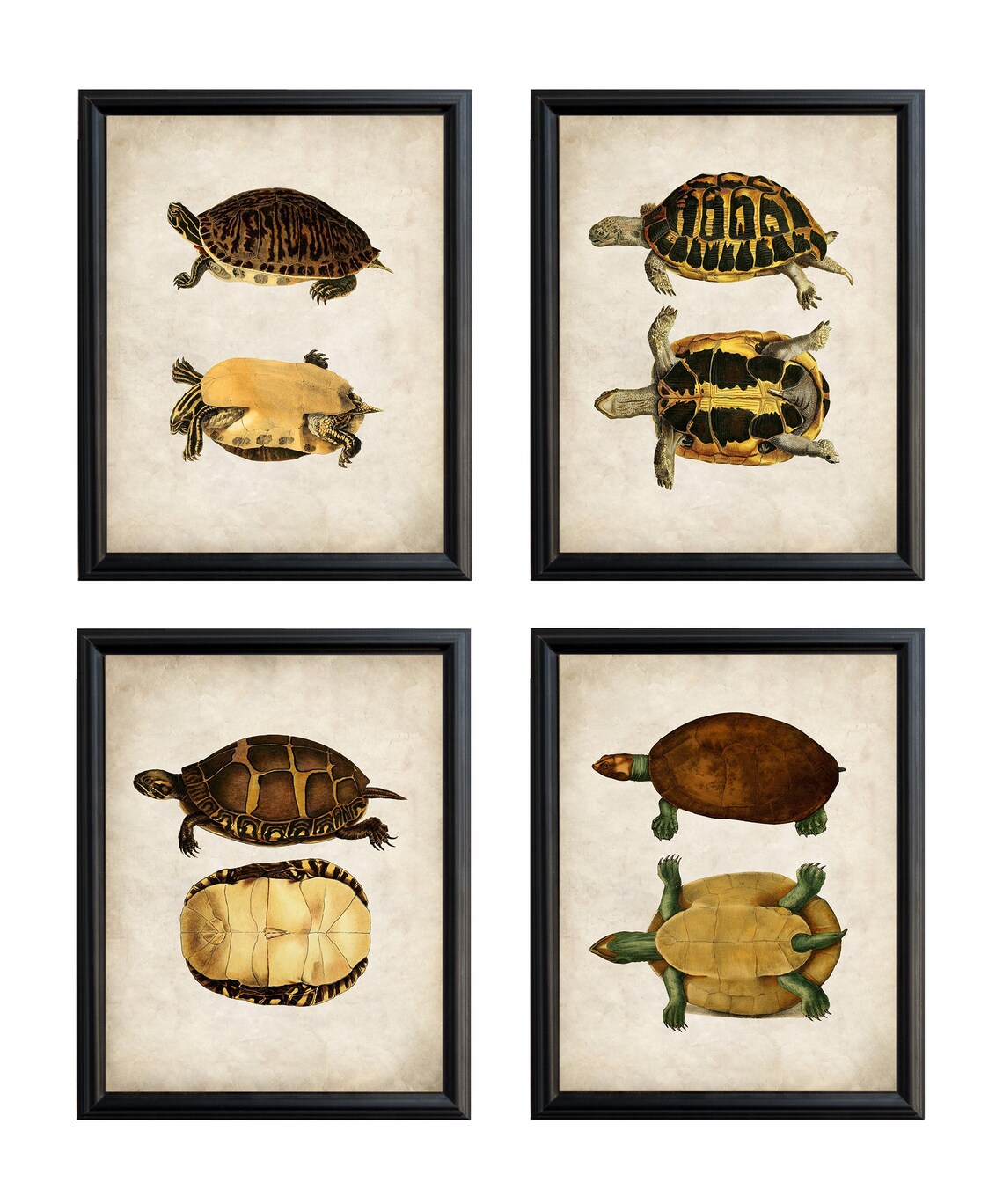 Vintage Turtle Print Set Turtle Wall Art Vintage Turtle | Etsy