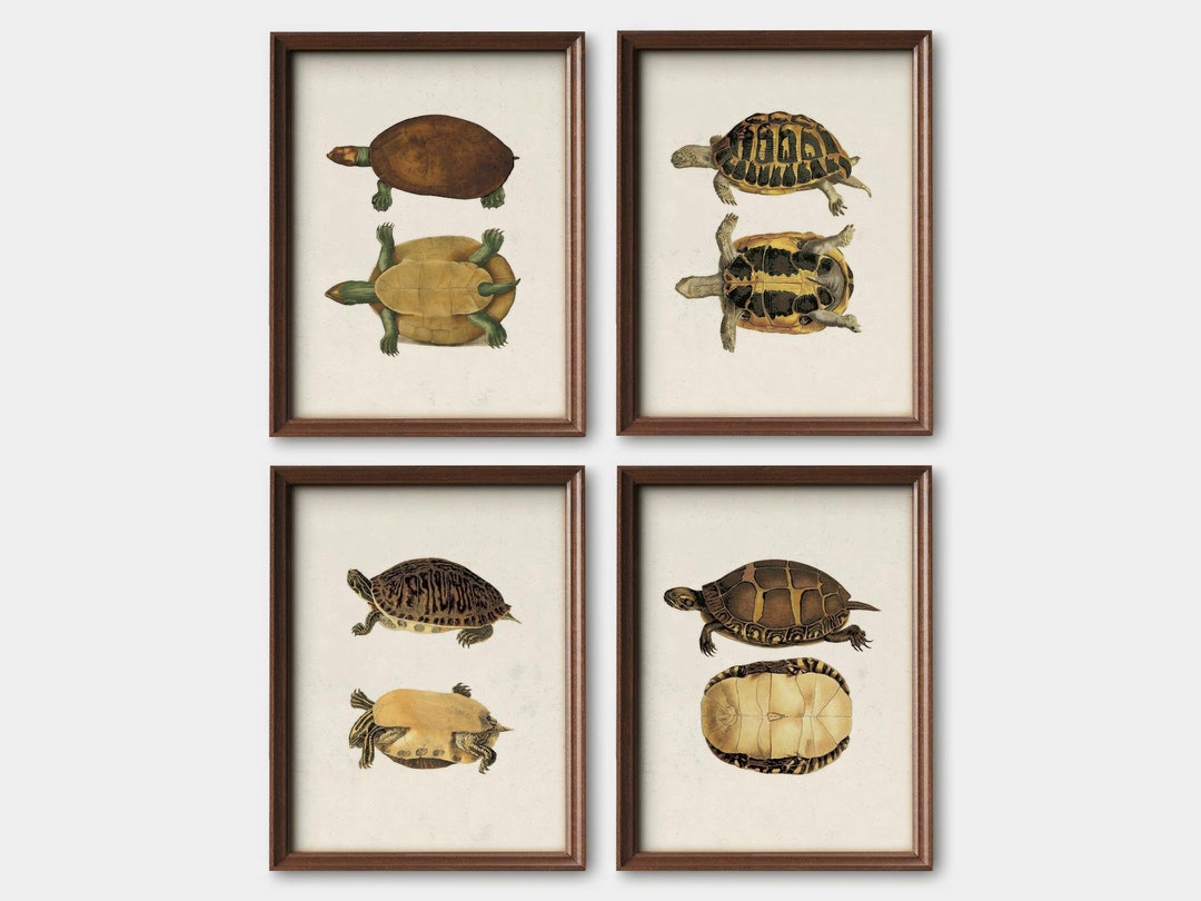 Vintage Turtle Print Set - Turtle Wall Art- Vintage Turtle Posters ...