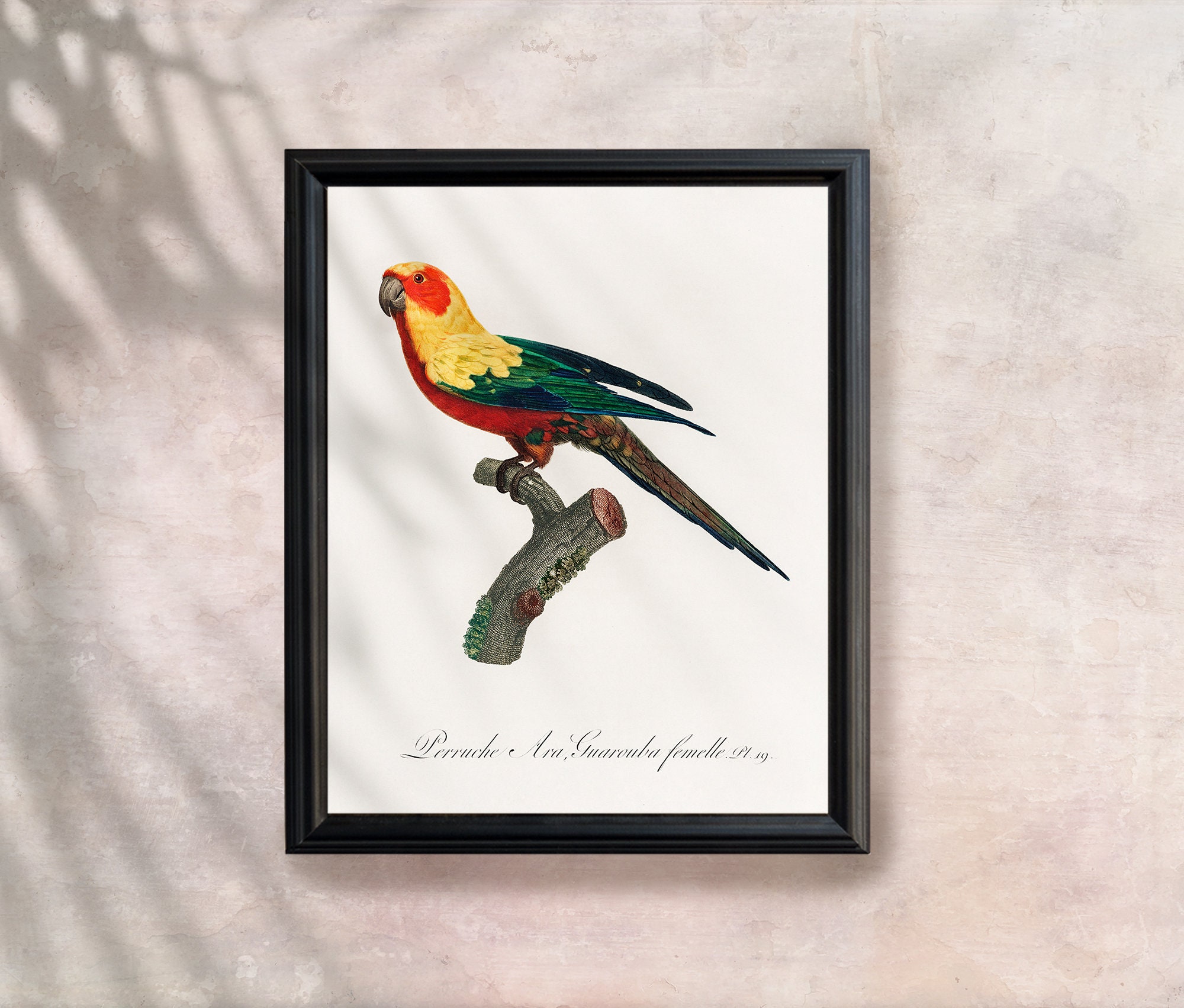 Vintage Parrot Prints Set of 4 French Parrot Prints - Etsy