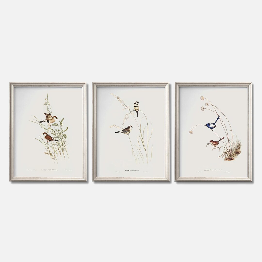Wrens & Finches Print Set of 3 | Antique Bird Art Prints | Neutral ...