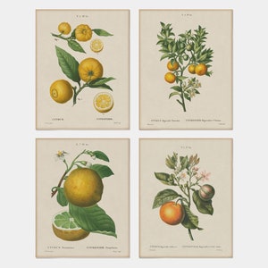Vintage Citrus Print Set of 4, Lemon & Orange Art Prints, Botanical ...