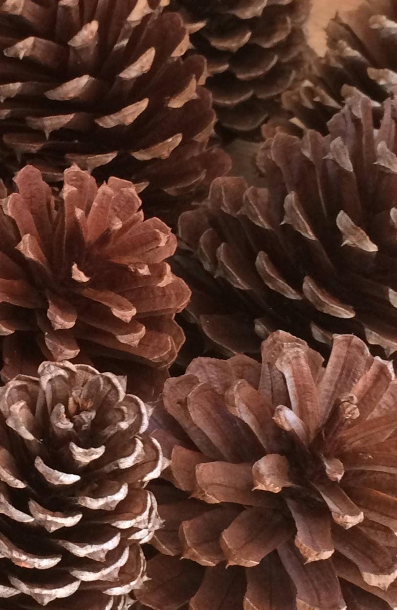 Loblolly Pine Cones 80 Count - Etsy