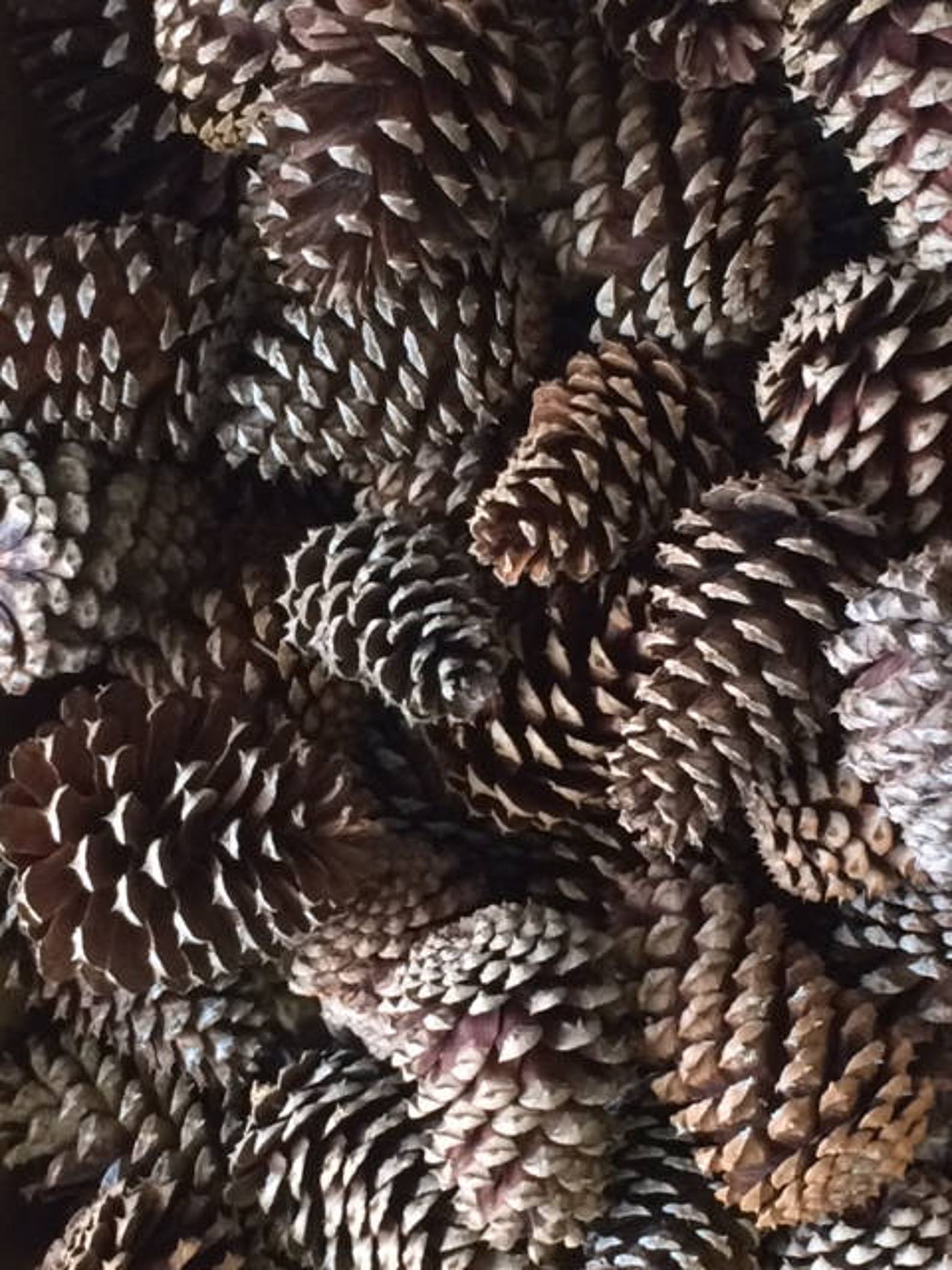 Loblolly Pine Cones 80 Count - Etsy