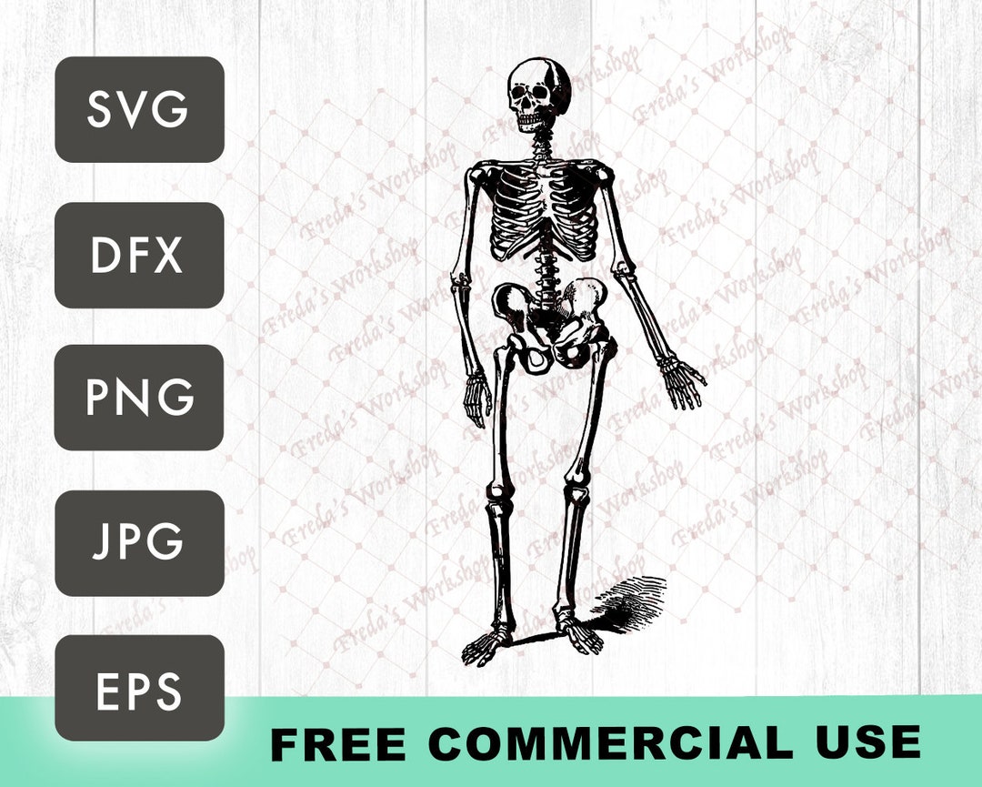 Esqueleto SVG Vector Esqueleto Completo Ilustración - Etsy España