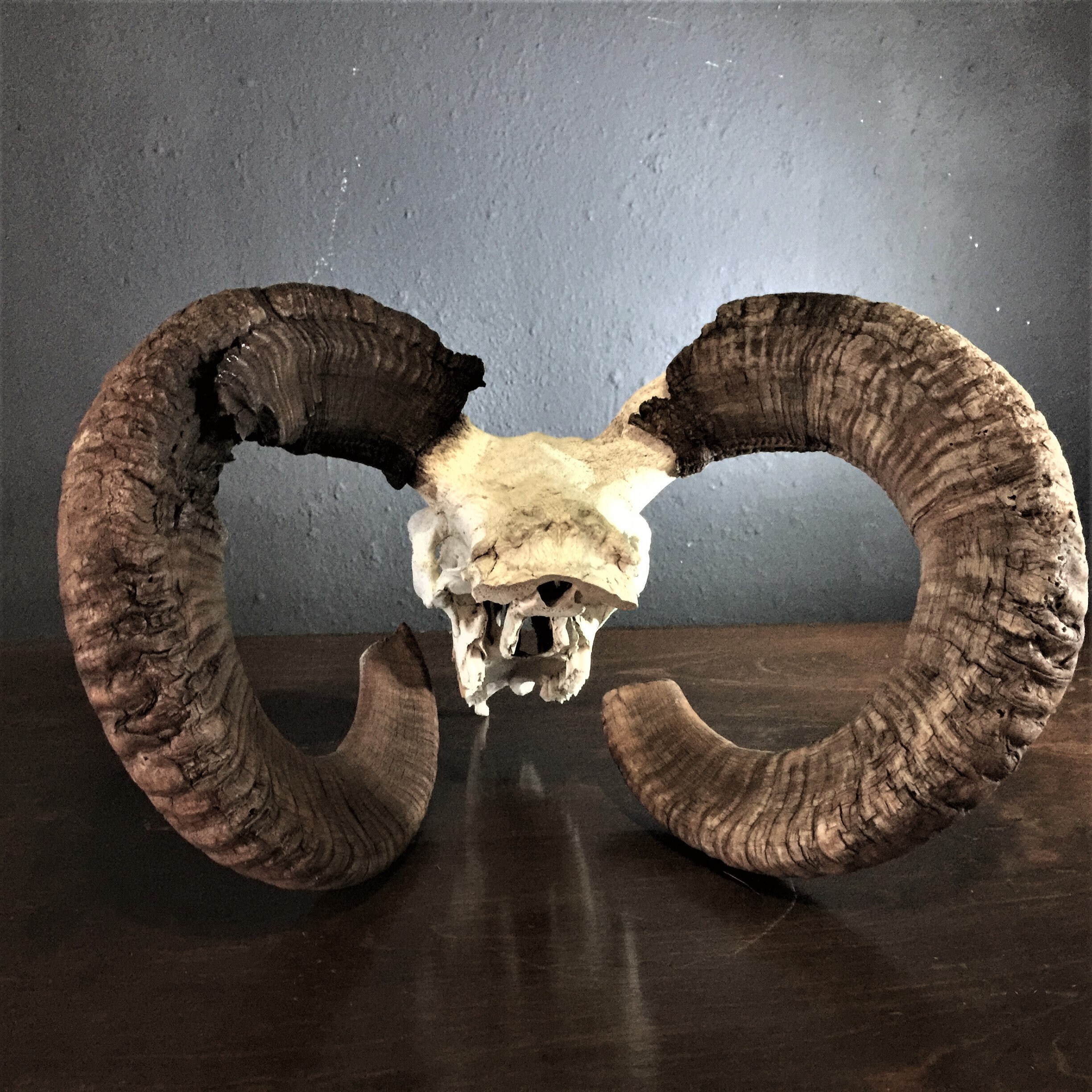 Human Skull With Ram Horns
