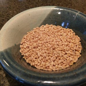White Sonora Wheat Berries, 2.5 Lb, Certified Organic - Etsy