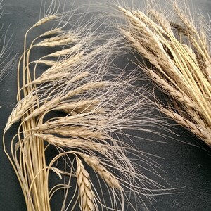 White Sonora Wheat Berries, 2.5 Lb, Certified Organic - Etsy