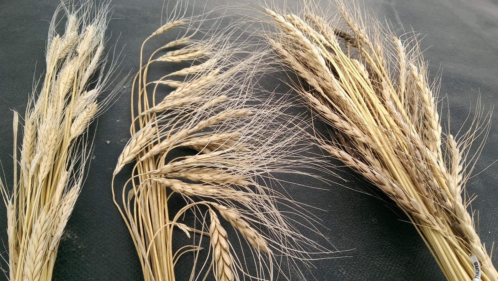 White Sonora Wheat Berries, 3 Lb, Decorative Glass Jar - Etsy