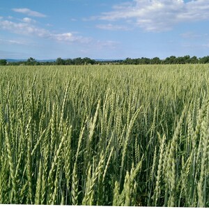 White Sonora Wheat Berries, 15 Lb - Etsy