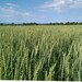 White Sonora Wheat Berries, 15 Lb - Etsy