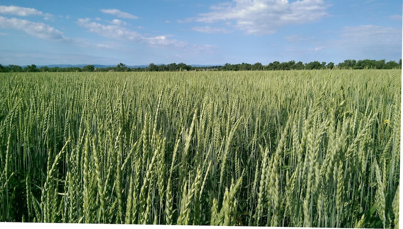 White Sonora Wheat Berries, 15 Lb - Etsy