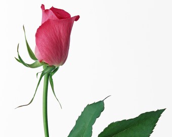 Pink Rose Bud Cross Stitch Pattern - Etsy