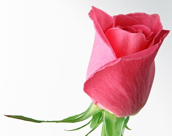 Pink Rosebud Cross Stitch Pattern | Etsy