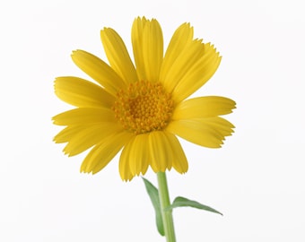 Precious Yellow Gerber Daisy Cross Stitch Pattern | Etsy