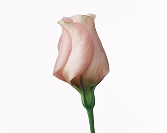 Pink Rose Bud Cross Stitch Pattern | Etsy