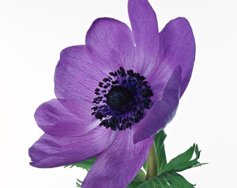 Purple Anemone Cross Stitch Pattern - Etsy