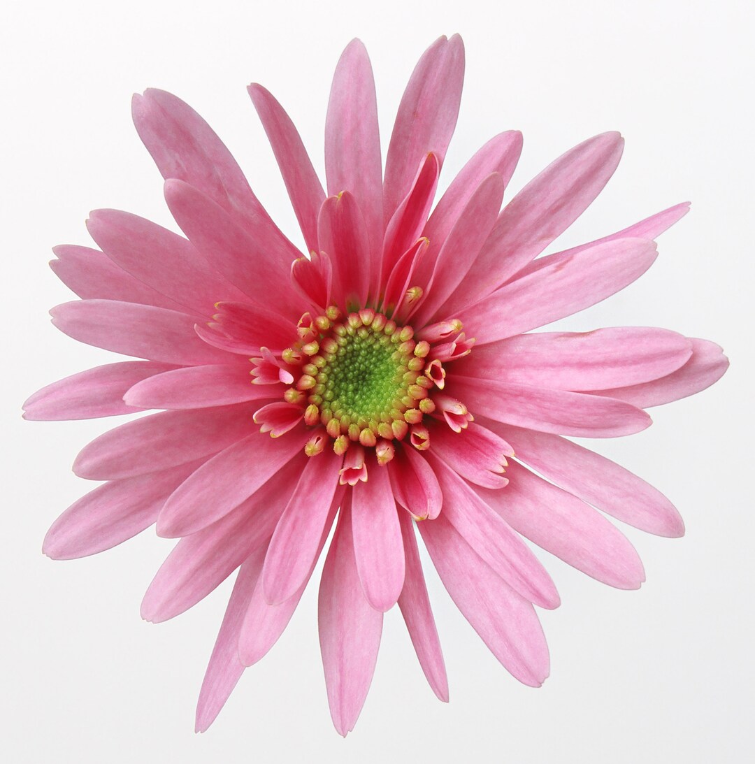 Pink Oxeye Daisy Cross Stitch Pattern - Etsy